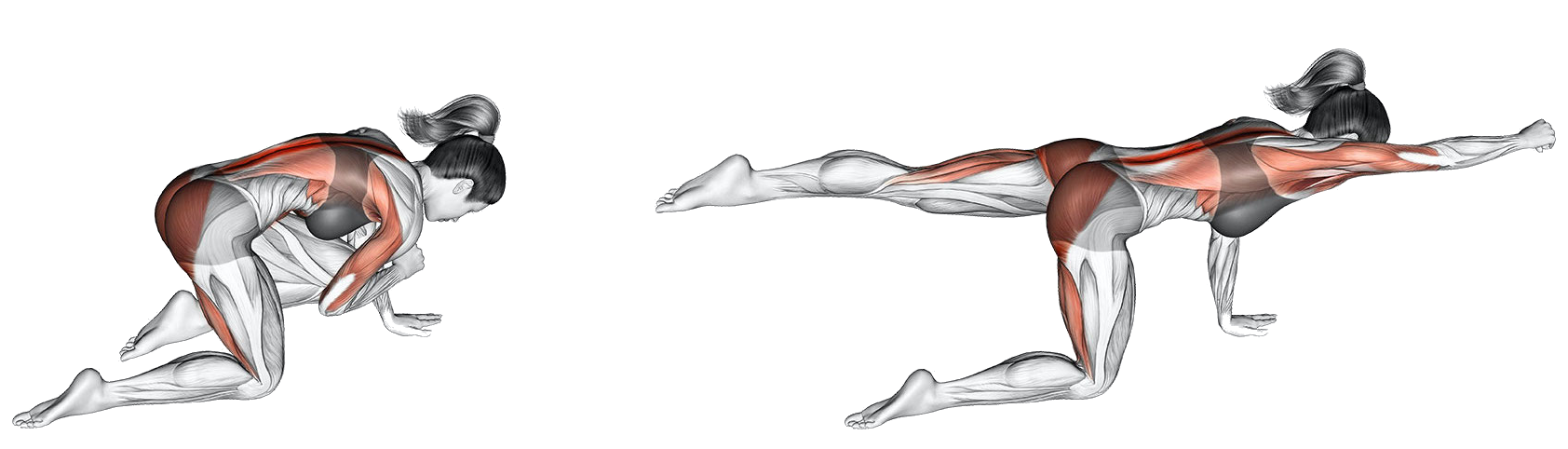 Jak na pevný CORE? - Alfit.cz